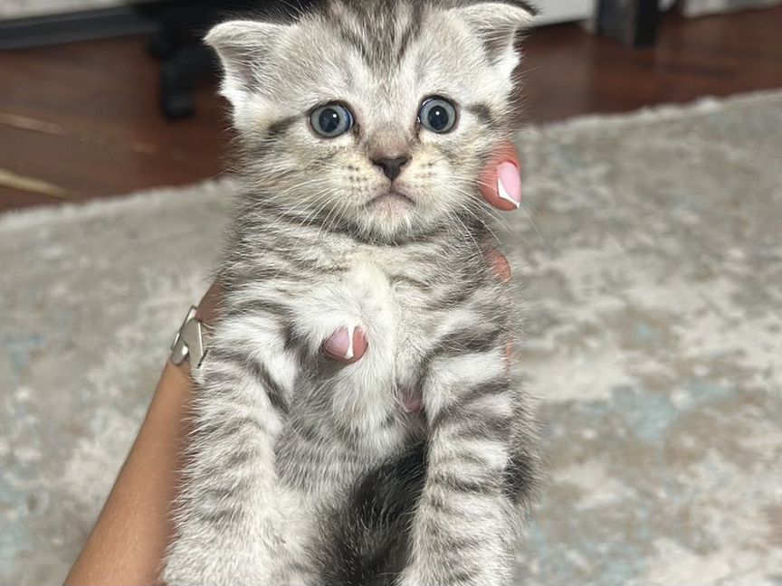 Британская