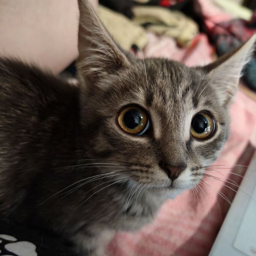 Котёнок в добрые руки