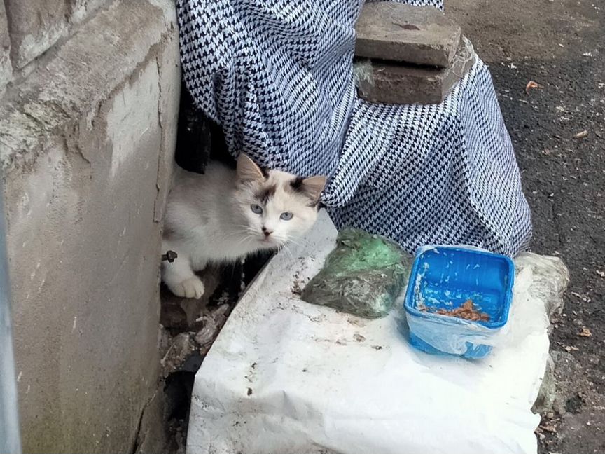 Подросток кошечка ищет дом