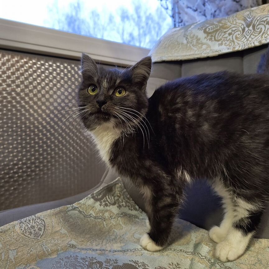 Котенок