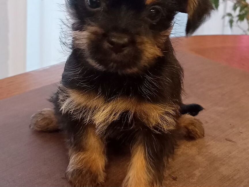 Щенок чорки