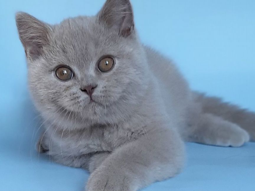 Котенок британец