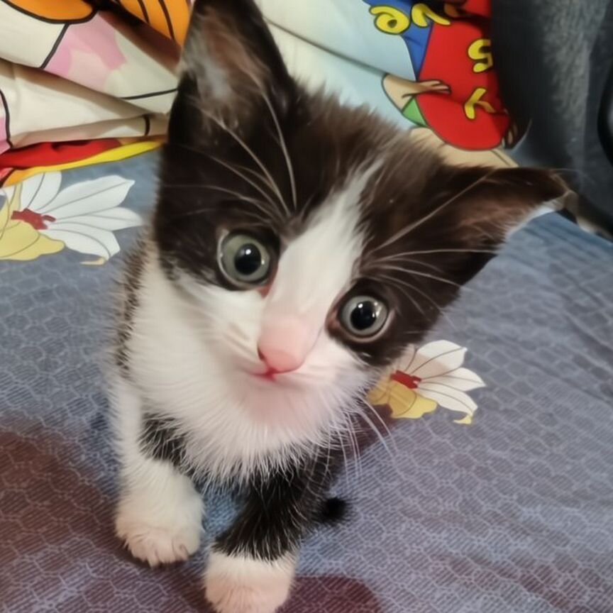 Котёнок в добрые руки