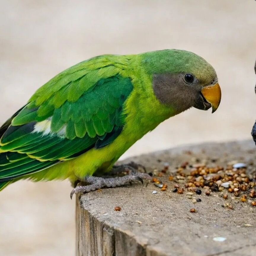 Сливоголовый попугай