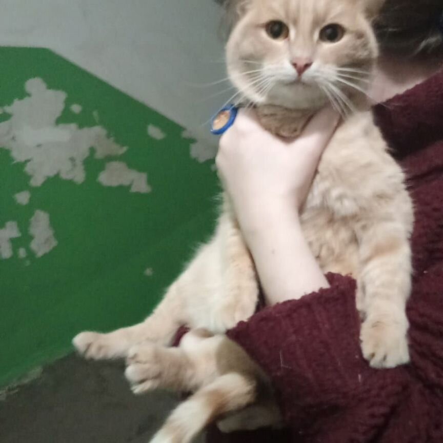 Кошечка 1 год, бездомная