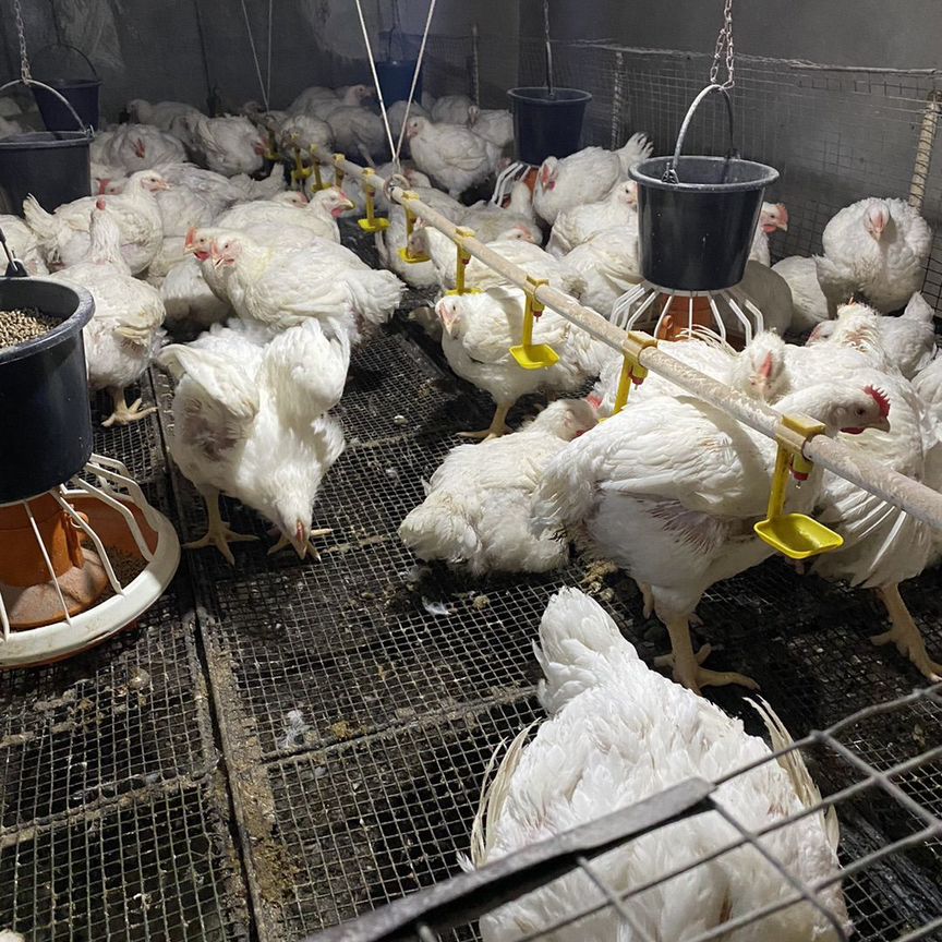 Домашний бройлер