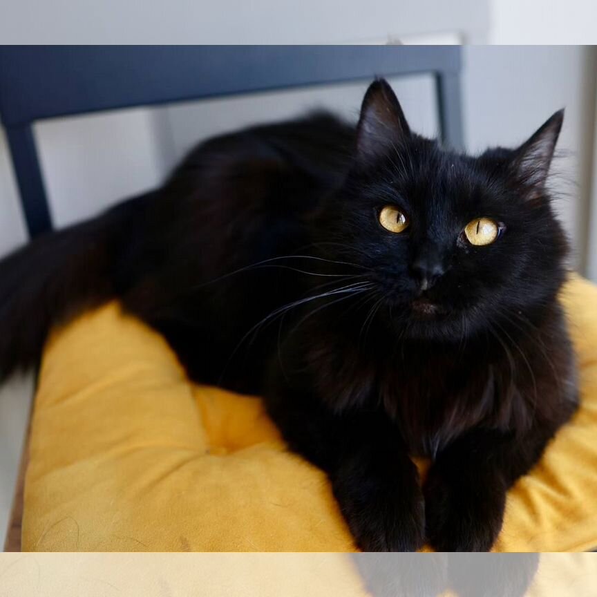 Сибирский котёнок