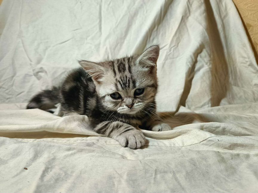 Британский котик черный мрамор на серебре