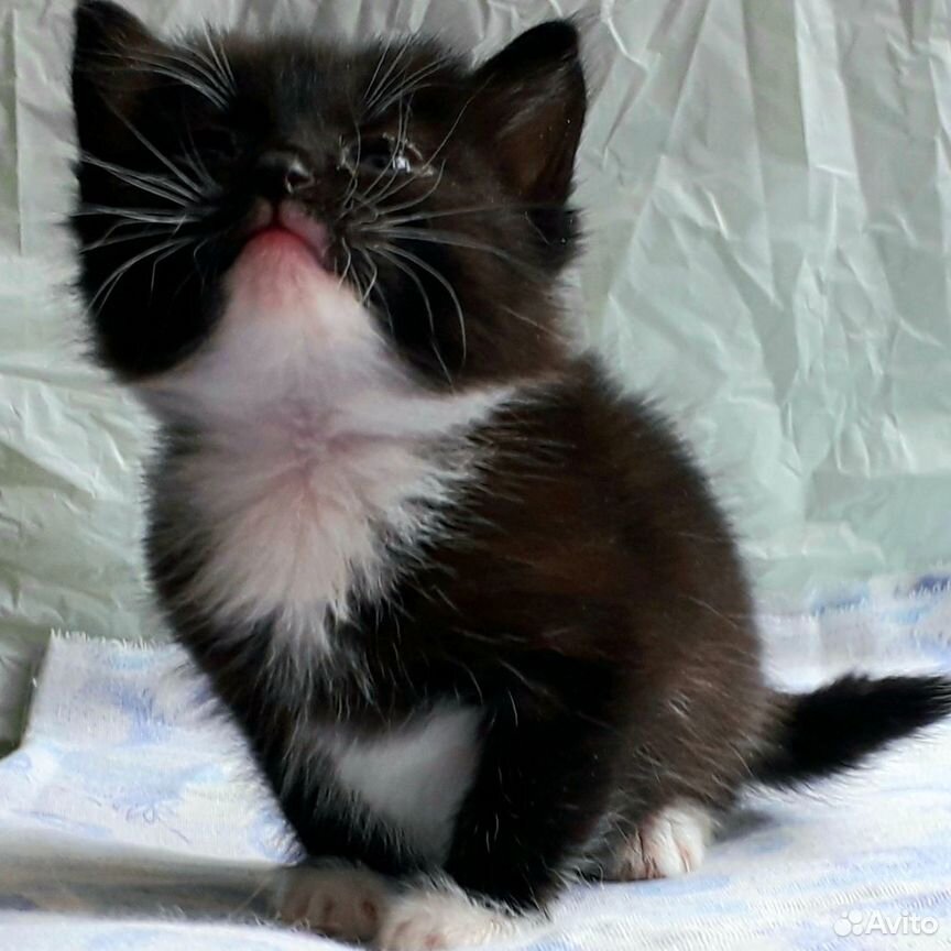 Котёнок девочка