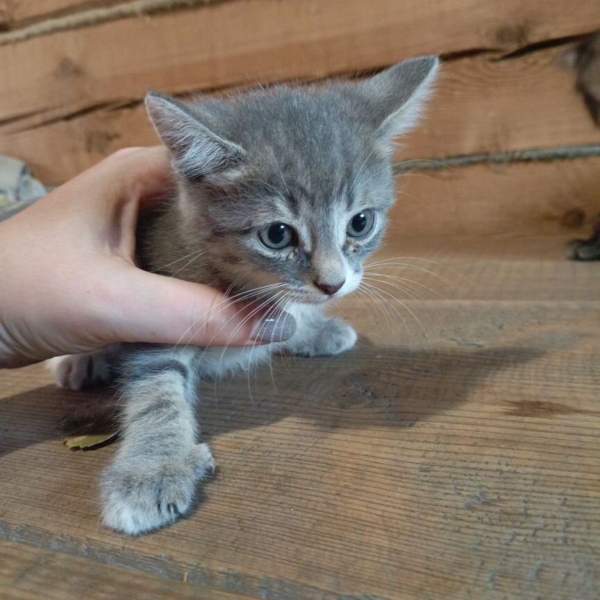 Умные котятки в хорошие ручки