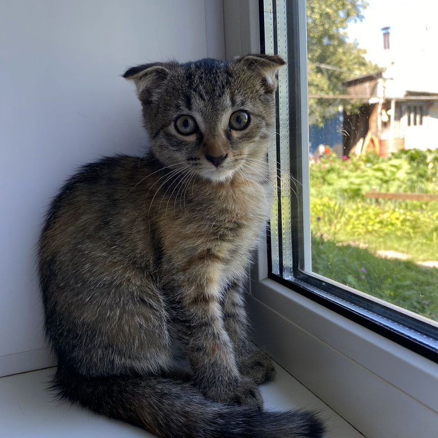 Кошка