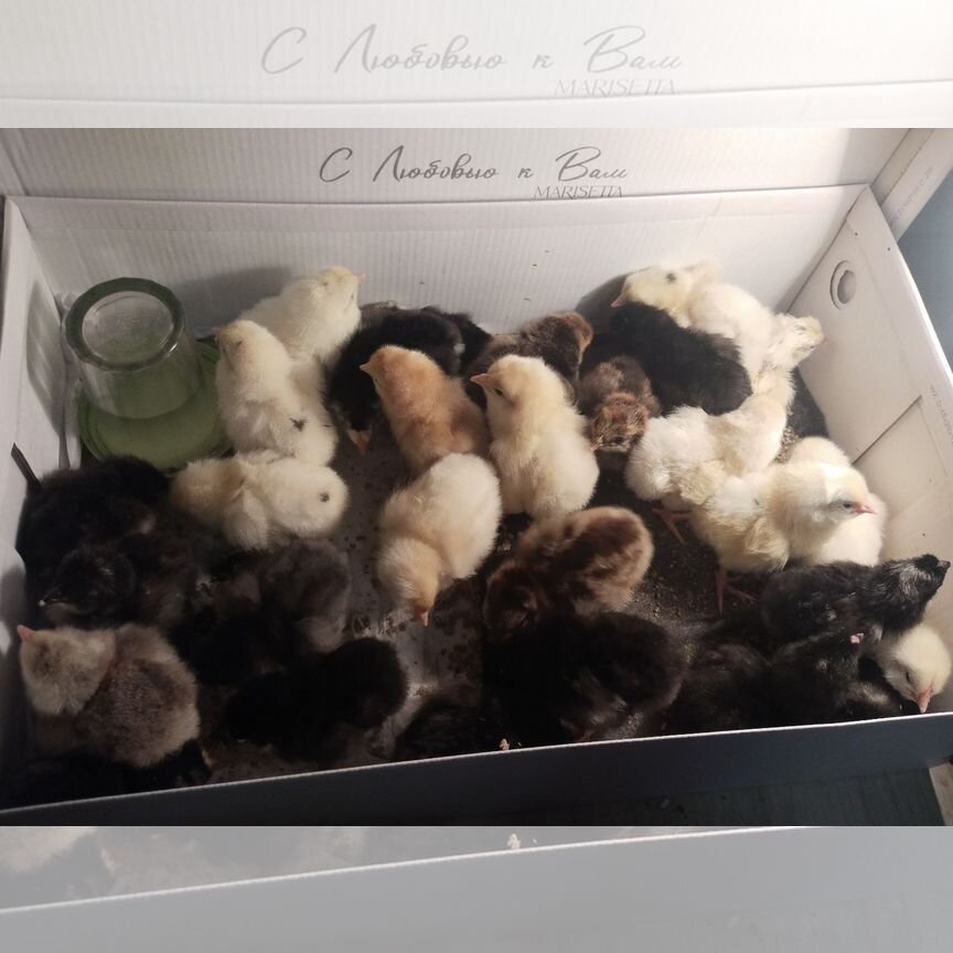 Продам цыплят