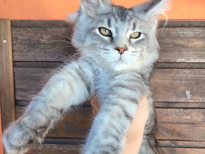 Котенок мейн кун