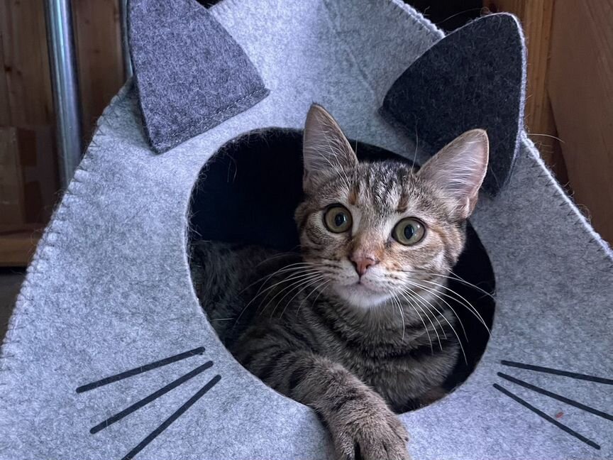 Котенок девочка подросток в самые добрые руки