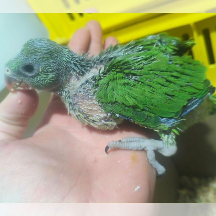 Ожереловый попугай птенцы выкормыши ручные