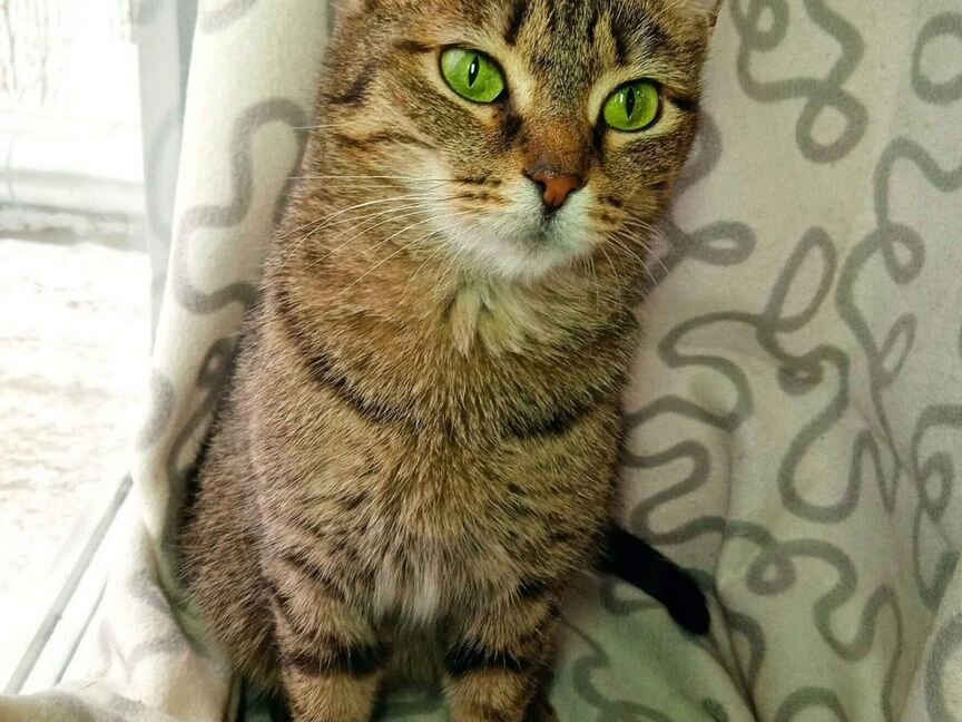 Маша в добрые руки