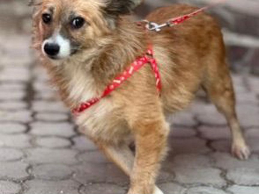 Селфи - Собачка девочка в добрые руки