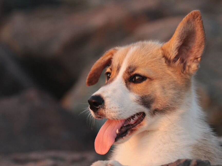 Щенок девочка в добрые руки