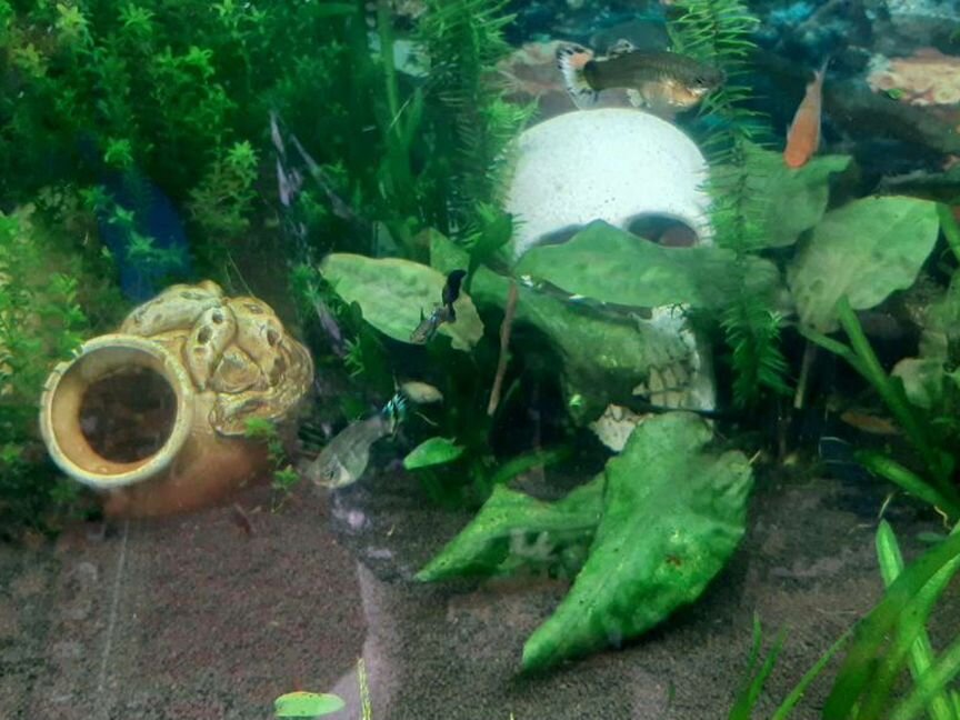 Аквариумные рыбки
