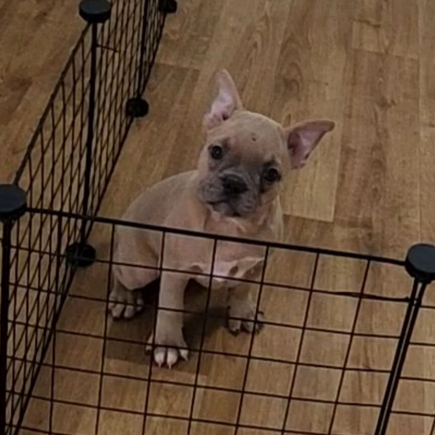 Французский бульдог