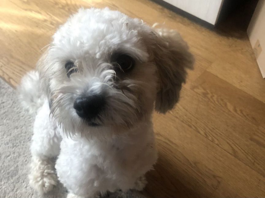 Мальтипу Мальтийская мальтезе болонка вязка