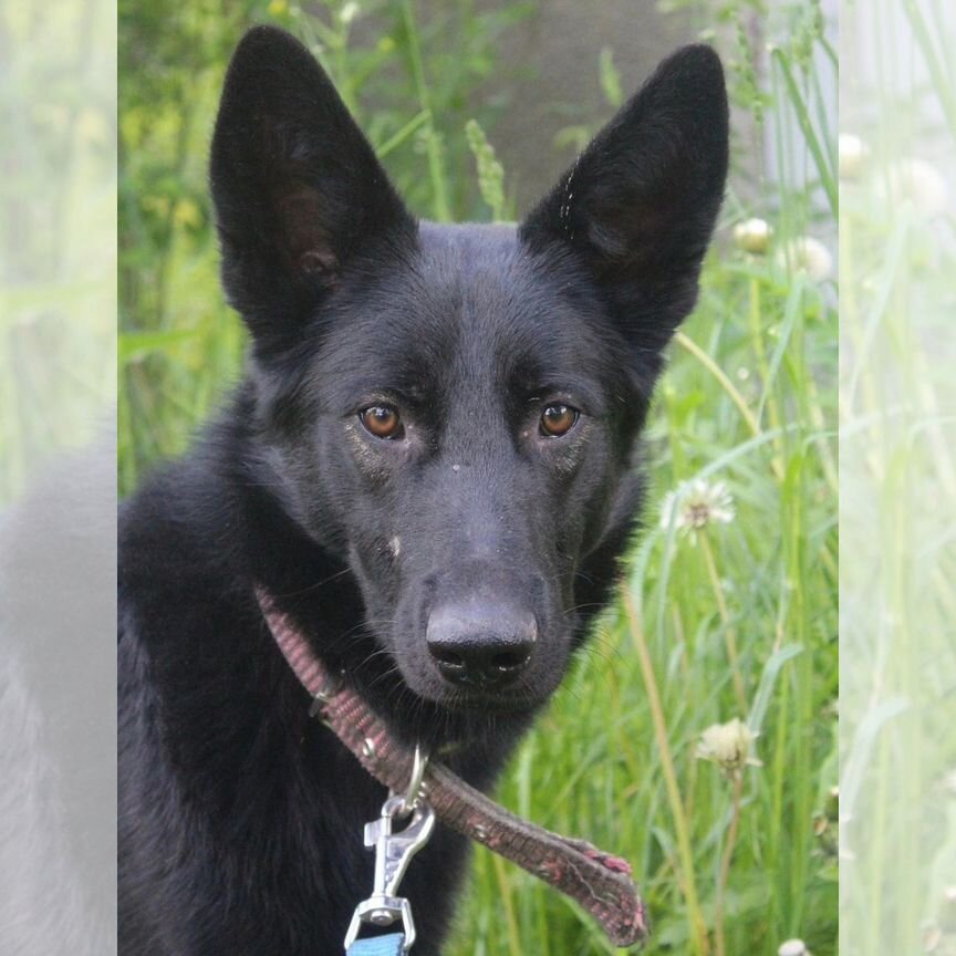 Отдам в хорошие руки собаку Грант