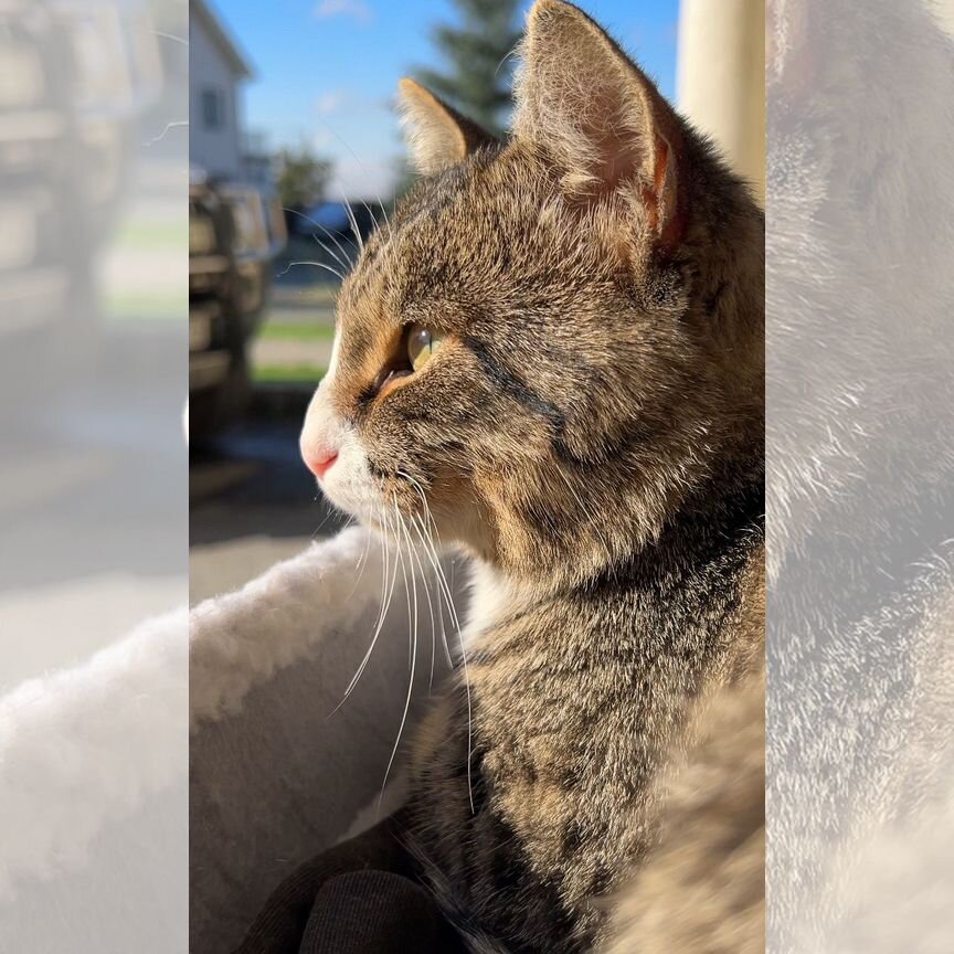 Взрослый кот в добрые руки