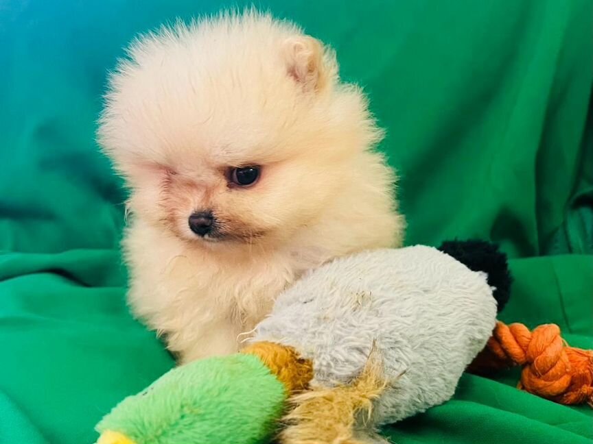 Гном гномыч мини шпиц