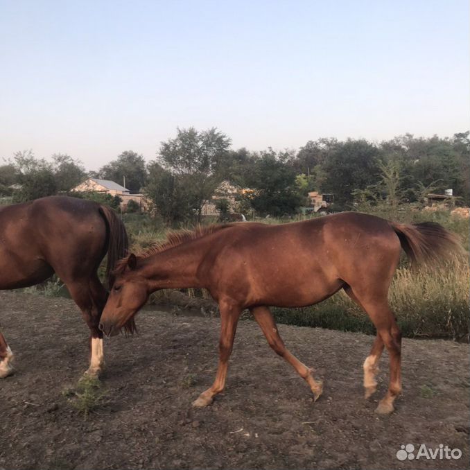 Лошадь кабыла