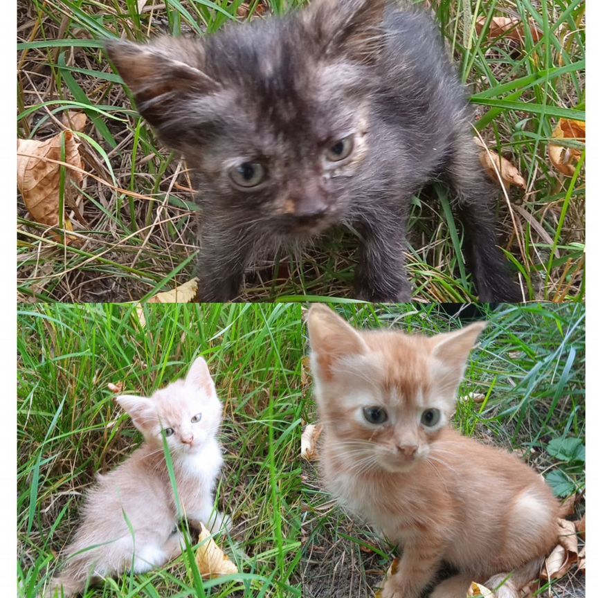 Чудесные котята подарю