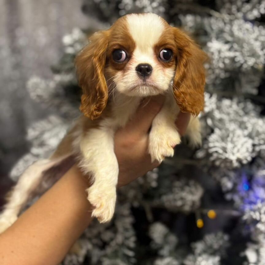 Бленхейм мальчик. ккчс