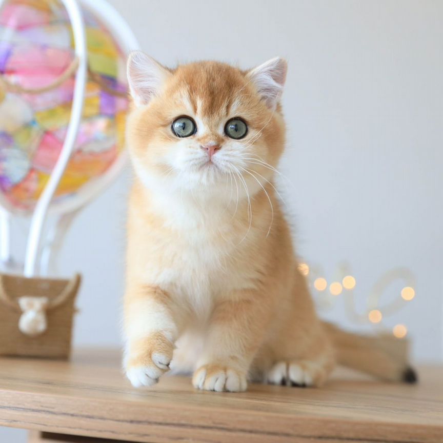 Британский золотой котелок шоу класса
