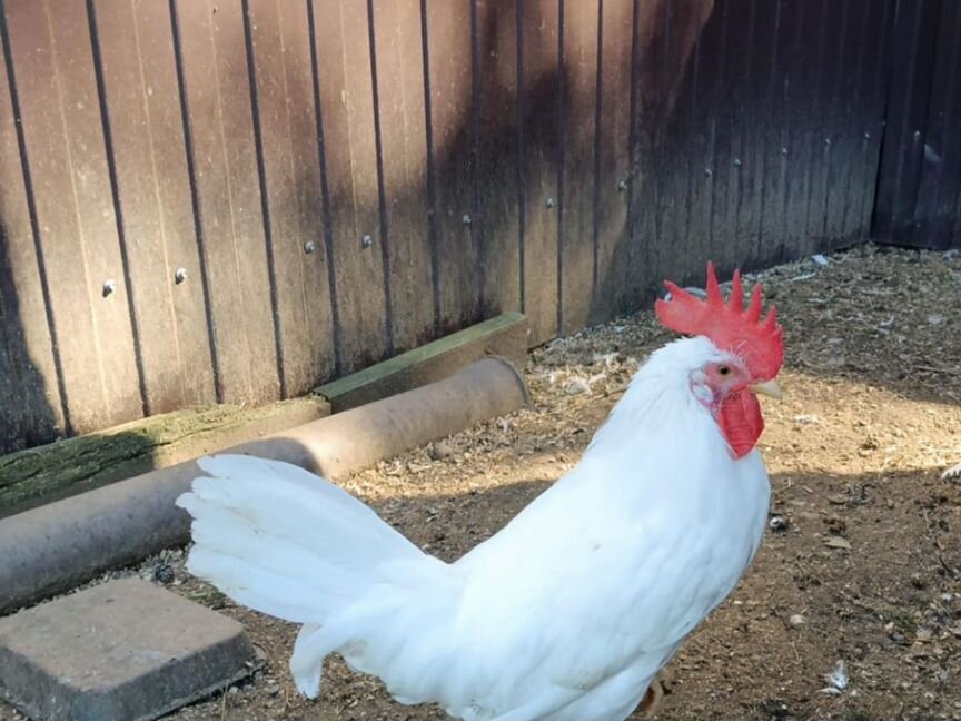 Семья кур молодок леггорн