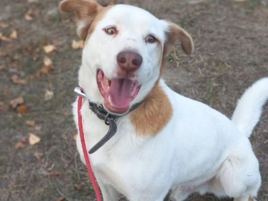 Крутой Пес Добрыня