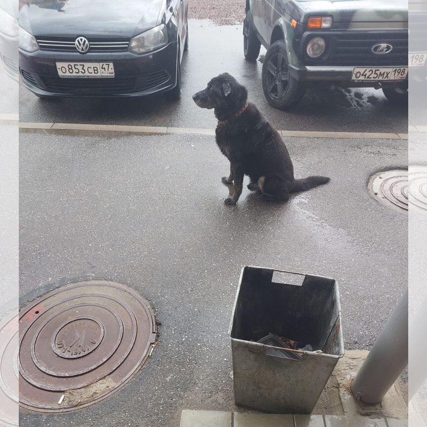 Пожилая собака ищет дом