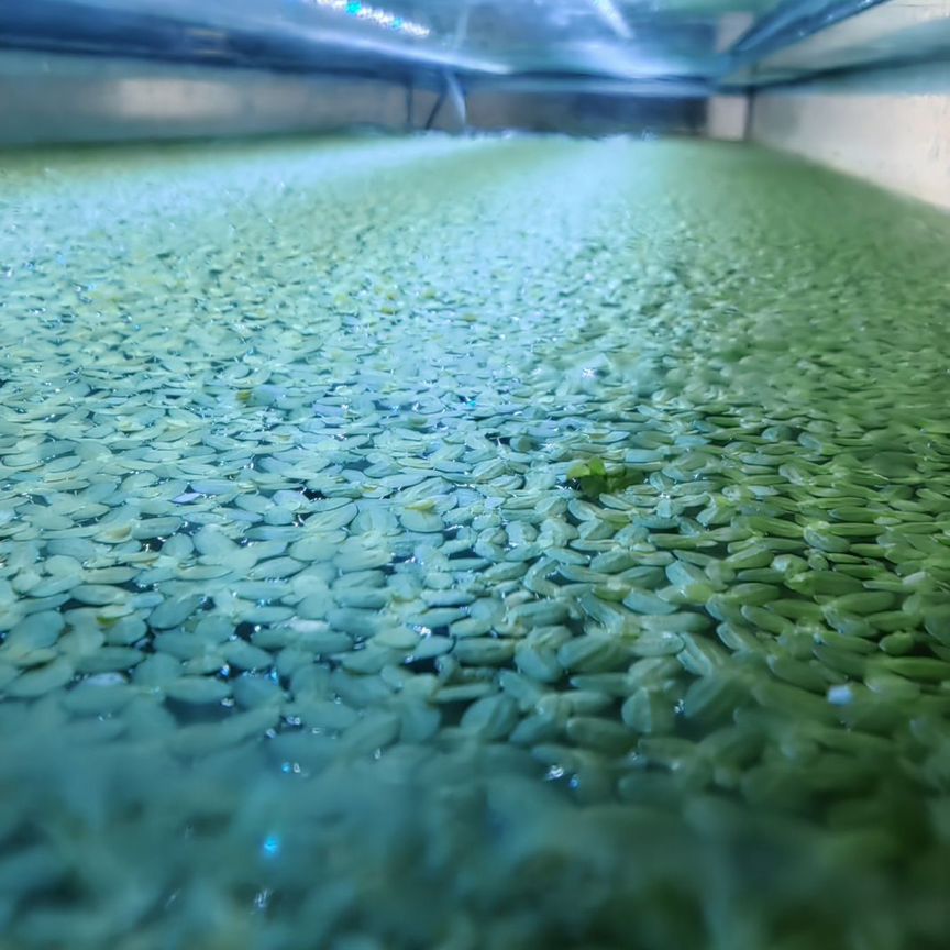 Ряска для аквариума