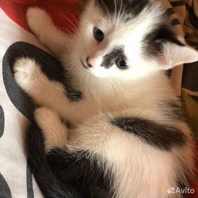 Котята малыши мальчики в добрые руки