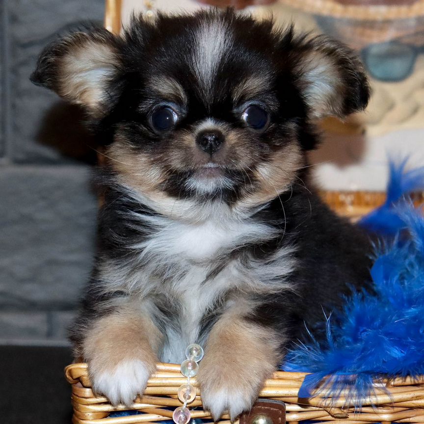 Энди. мини чихуахуа с доставкой и видео