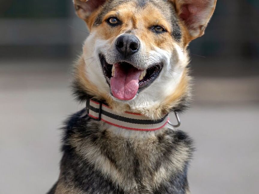 Бывшедомашний пес из приюта в добрые руки