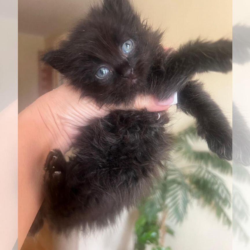 Котенок
