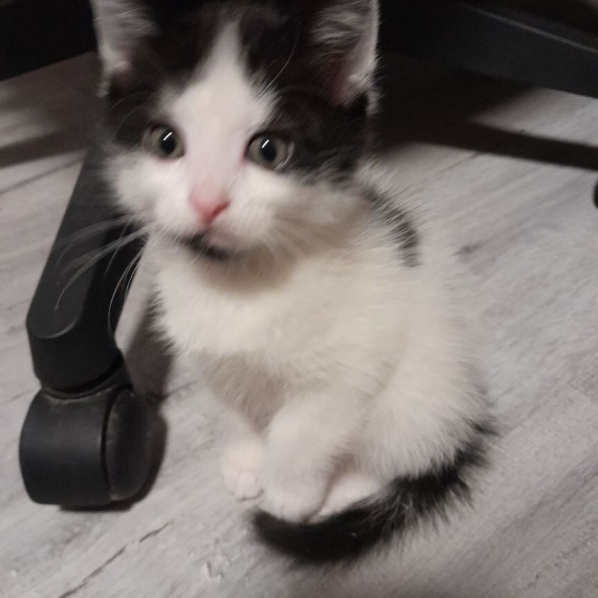 Новогодние котята в добрые руки бесплатно