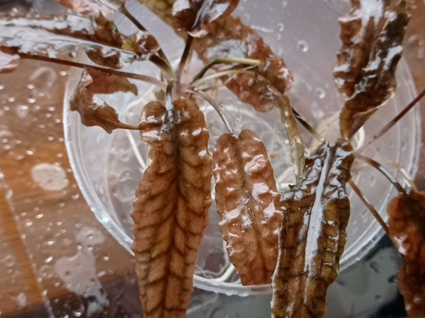 Криптокорина нури