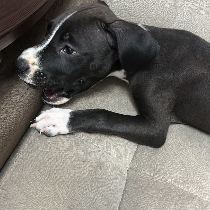 Стаффордширский терьер щенки щенок