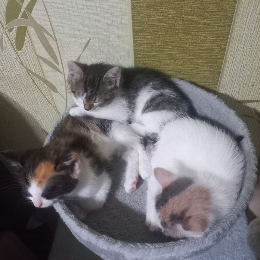 Котенок