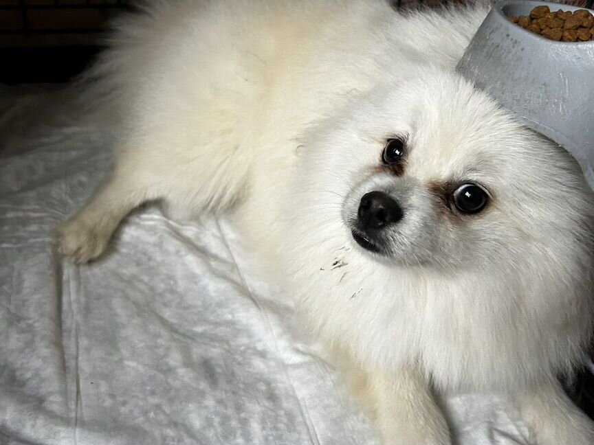 Немецкий белый шпиц