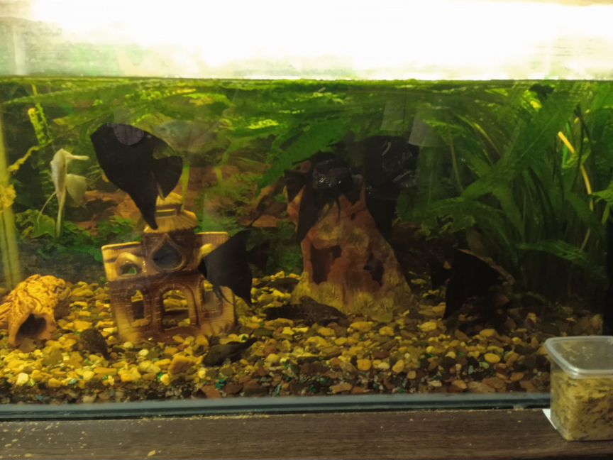 Аквариумные рыбки 50р