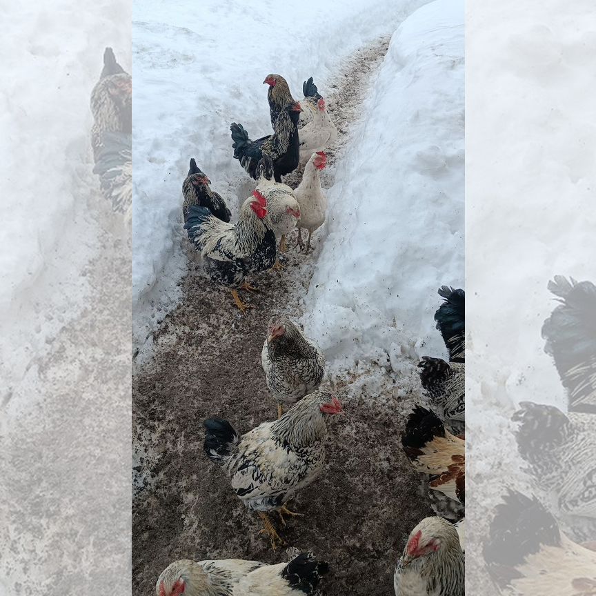 Молодые петухи