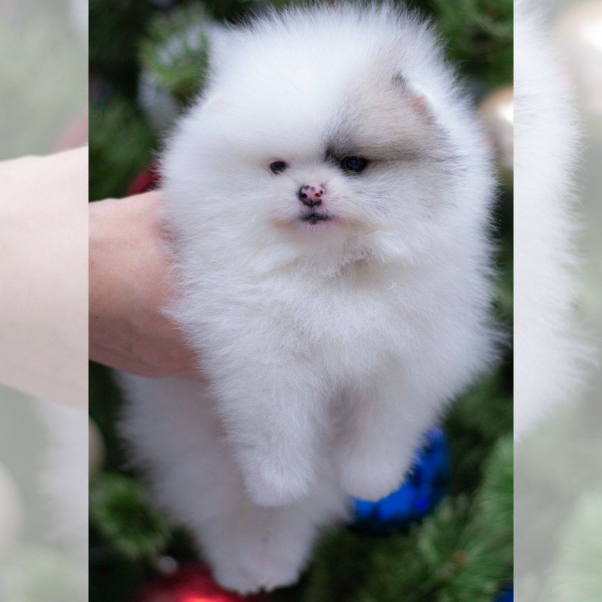 Померанский шпиц, щенок