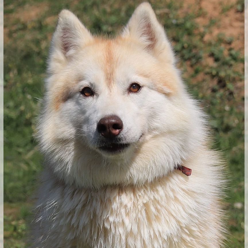 Асти ищет любящую семью