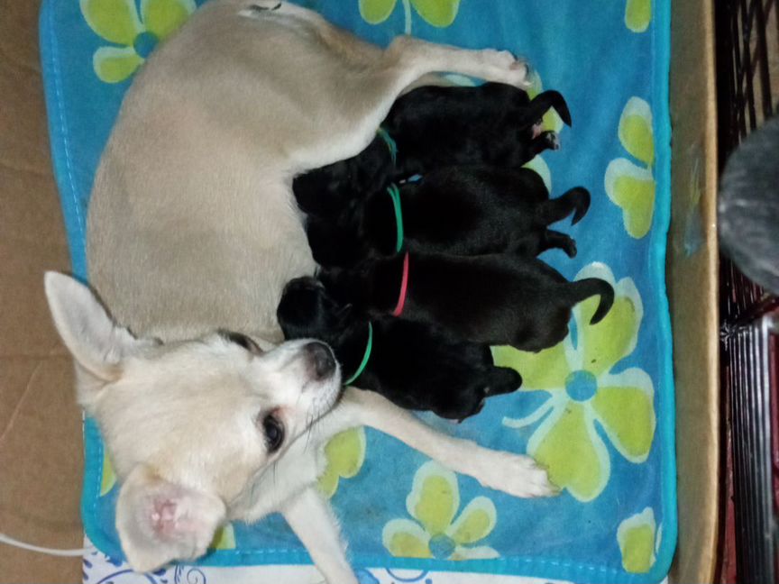 Продаются чихуа